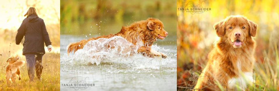 Sir George del Vecchio Mulino - Nova Scotia Duck Tolling Retrievers